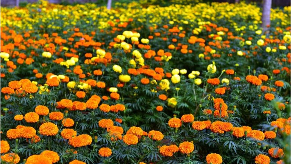 Kattakada grows its own blooms for Onam - The Hindu