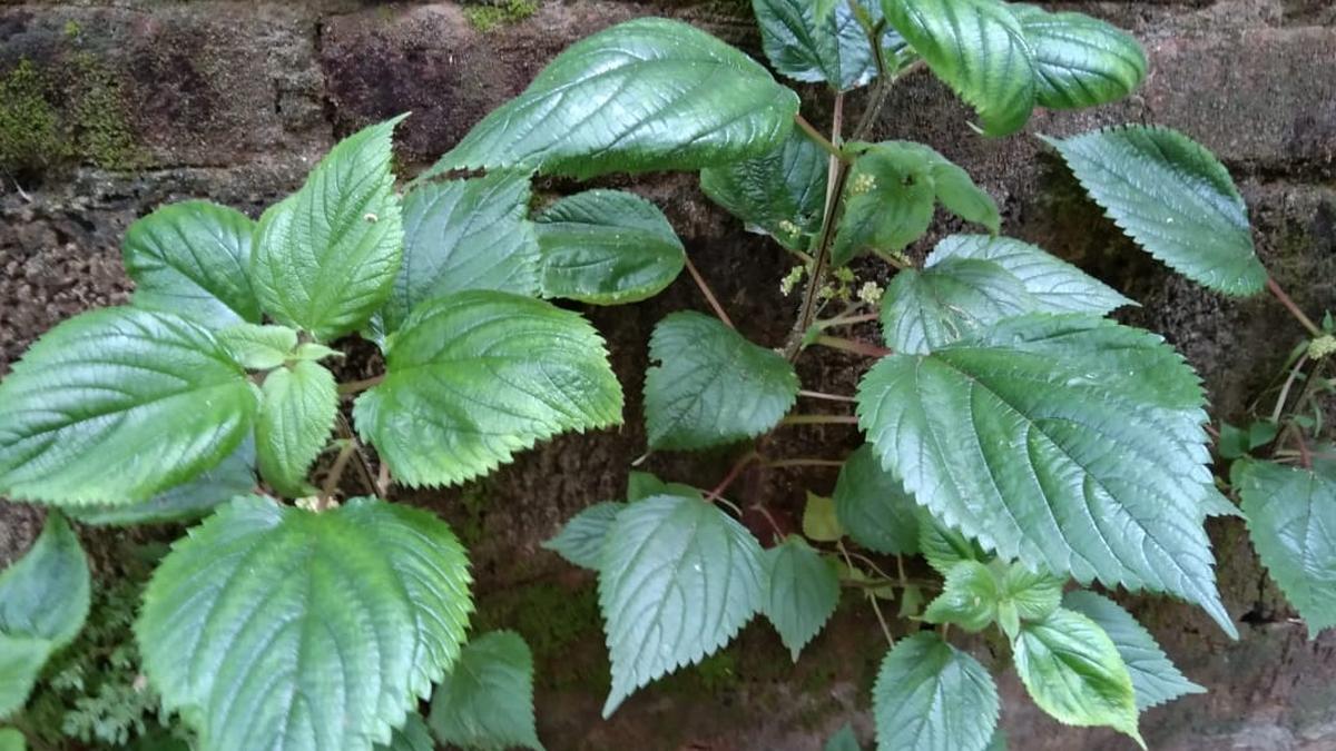 Watch | Going back to edible plants - The Hindu