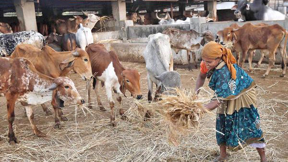 Assam's cow protection Bill bans sale of beef within 5km of temples ...