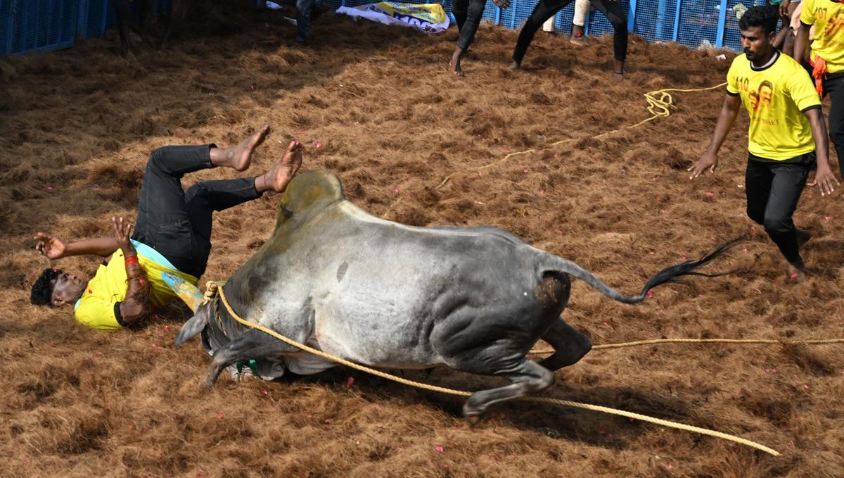 Tamil Nadu’s first jallikattu of 2025 kicks off in Thatchankurichi ...