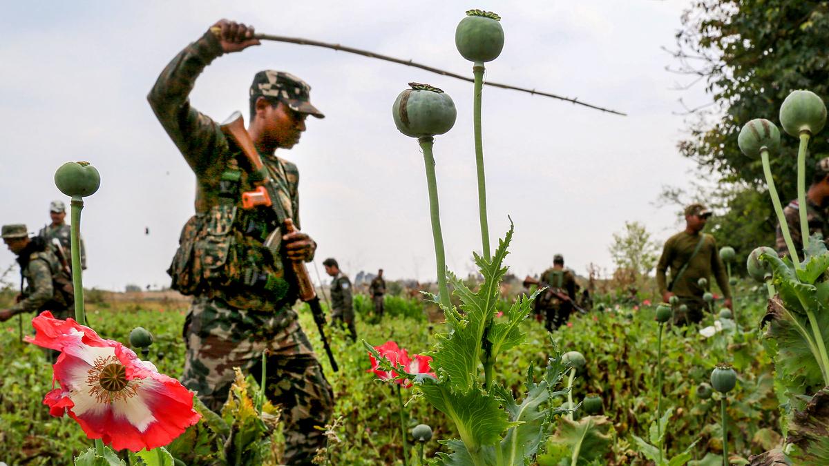 India intensified crackdown on drugs with cannabis, opium cultivation ...