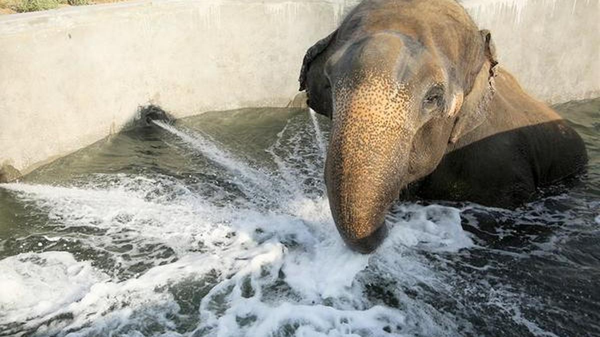 A water clinic for elephants opens on the banks of the Yamuna - The Hindu