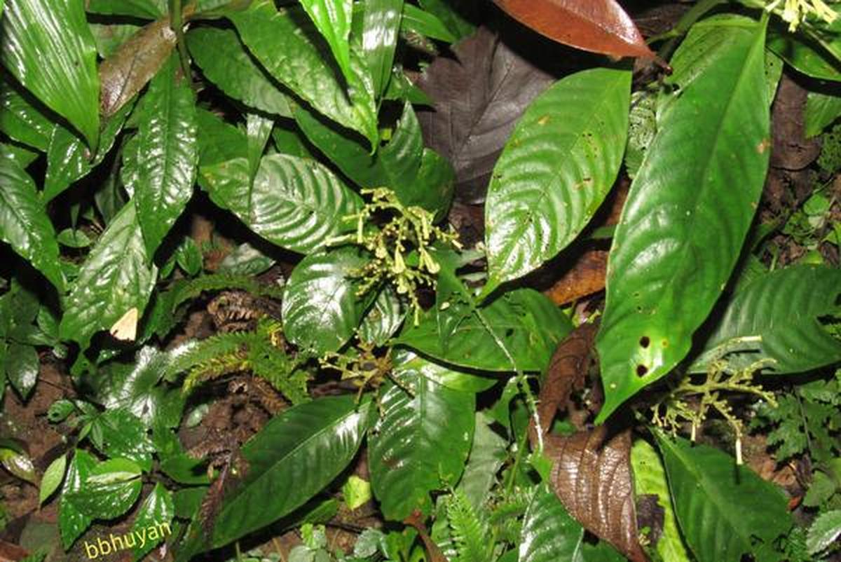 New Assam plant species may aid anti-cancer battle - The Hindu