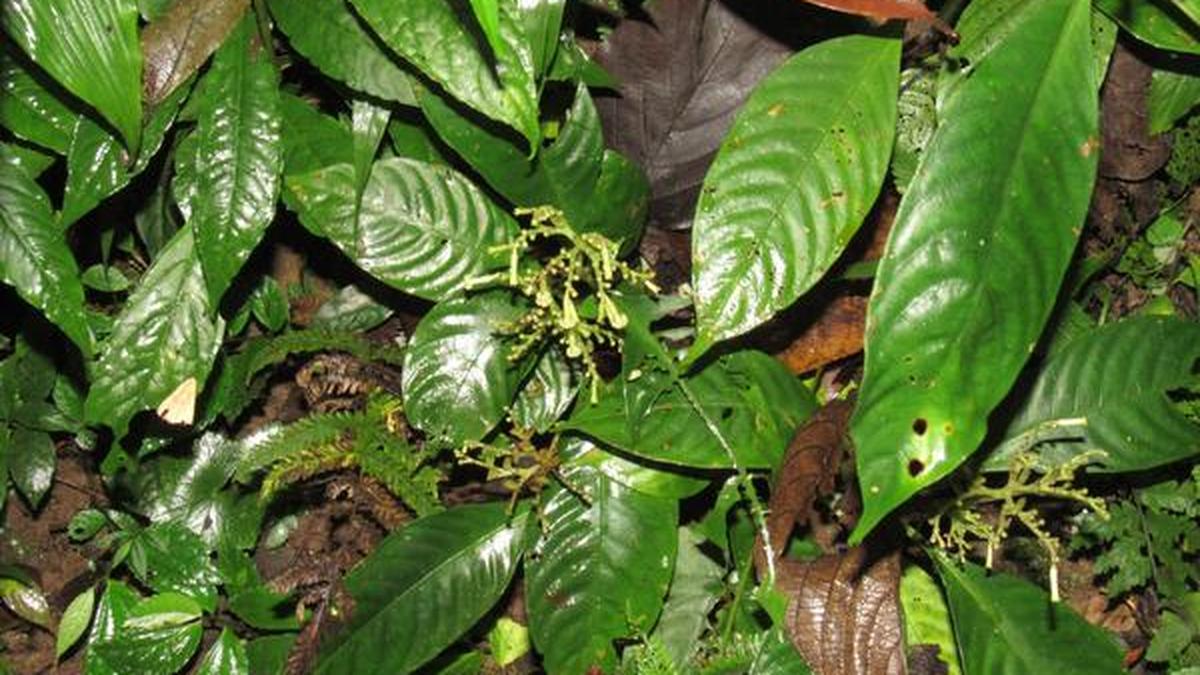 New Assam plant species may aid anti-cancer battle - The Hindu