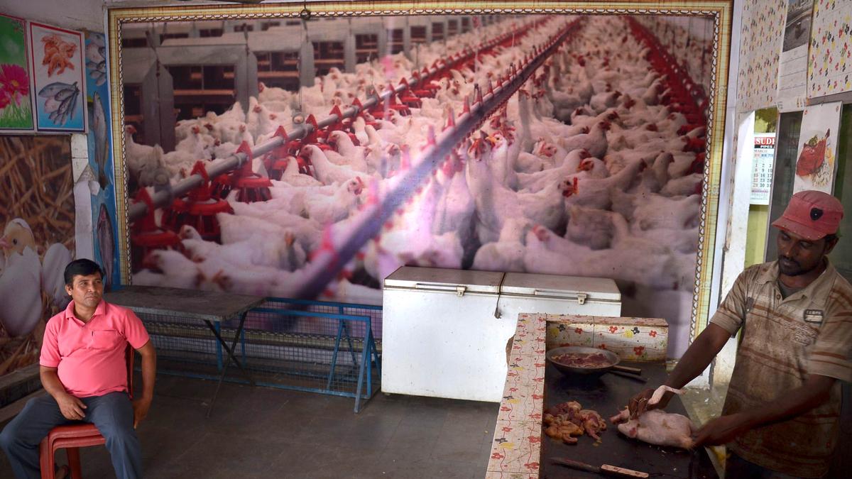 Worst in numbers and consequent spill over to mammals forces Central ...