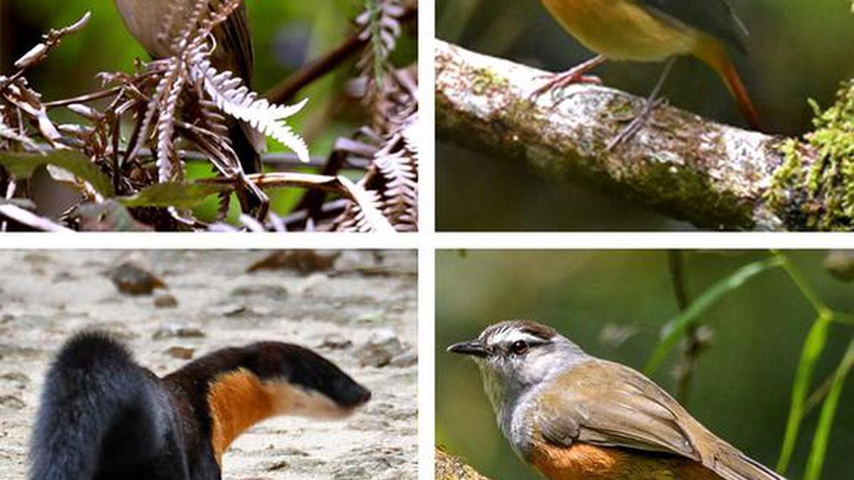 Survey in Munnar forest division hints at its rich biodiversity stock ...