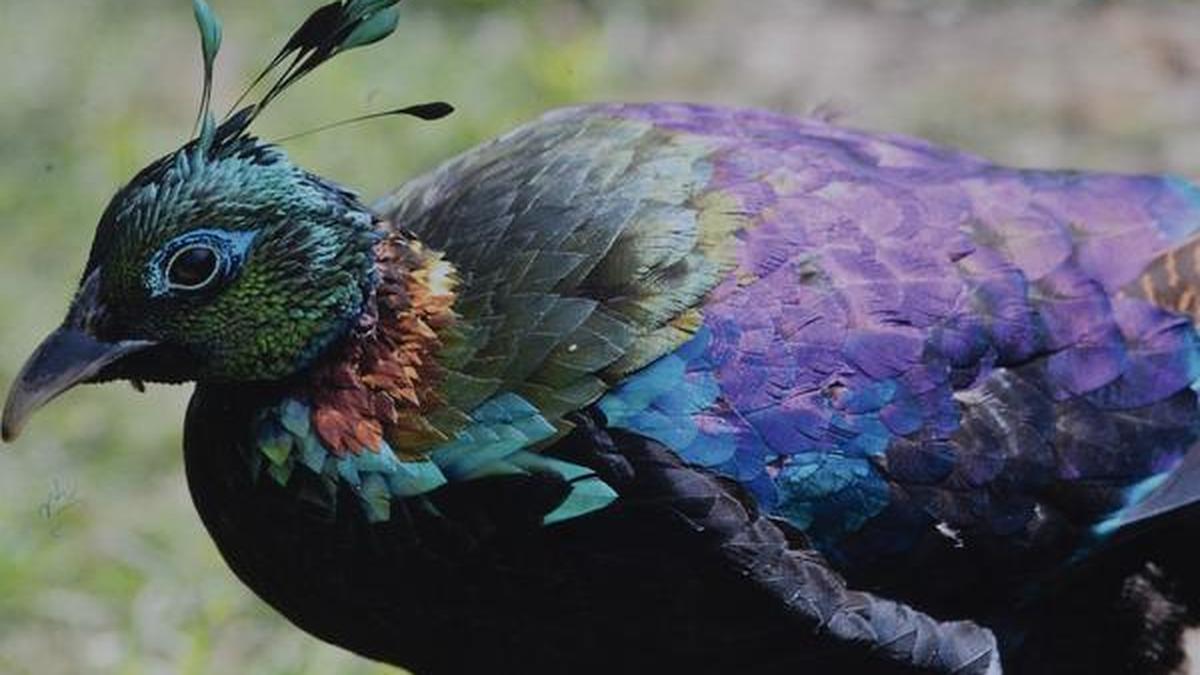 Two species of monals sighted together in Arunachal - The Hindu