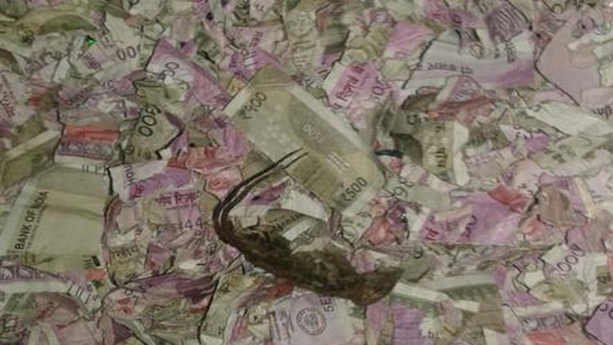 Destroyed currency notes, dead rodents found inside Assam ATM - The Hindu