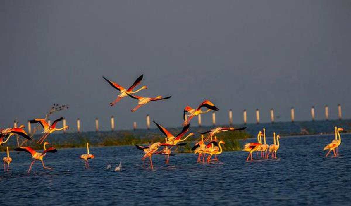 10.74 lakh birds flock to Chilika, largest wintering ground in Indian ...