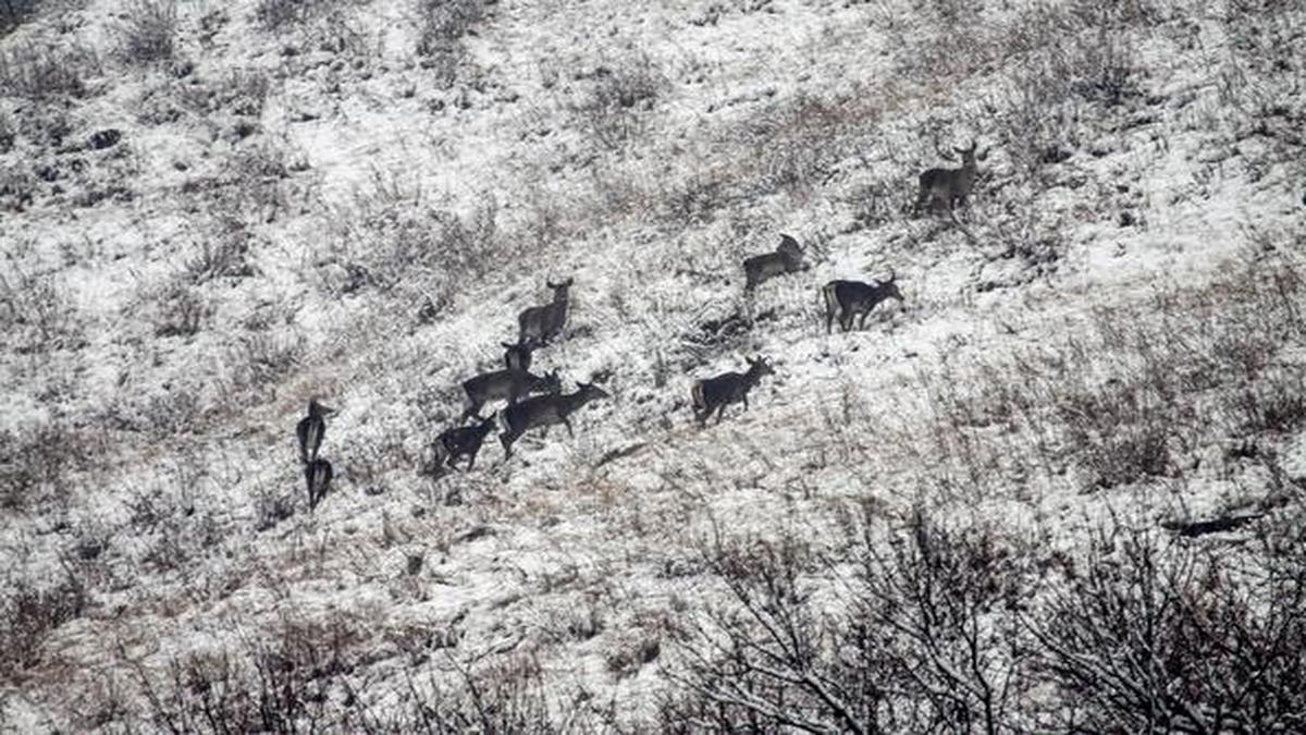 Forays of the Kashmir stag - The Hindu