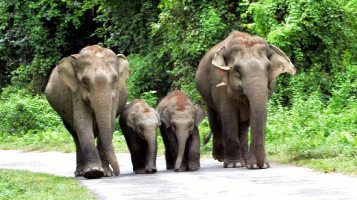 Conservationists seek better protection for Assam elephant reserve ... Conservationists seek better protection for Assam elephant reserve ...