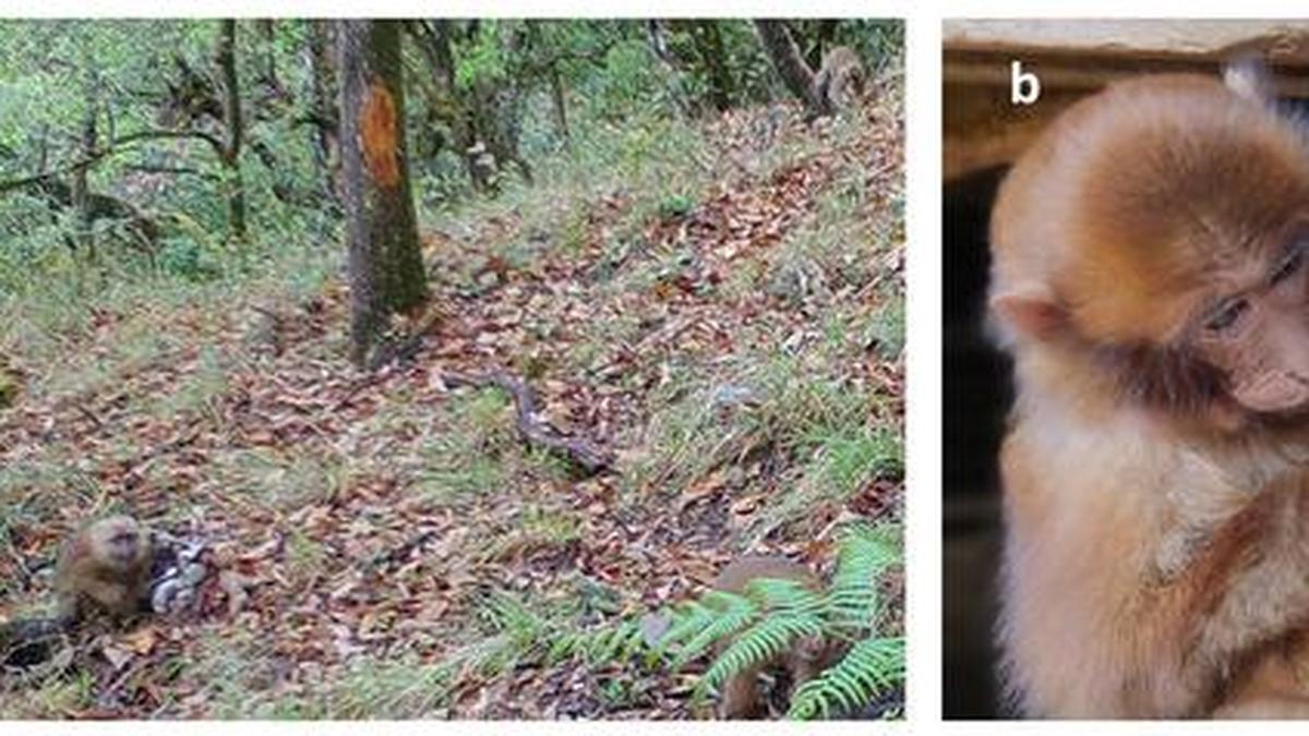 Scientists find White-Cheeked Macaque in Arunachal Pradesh - The Hindu