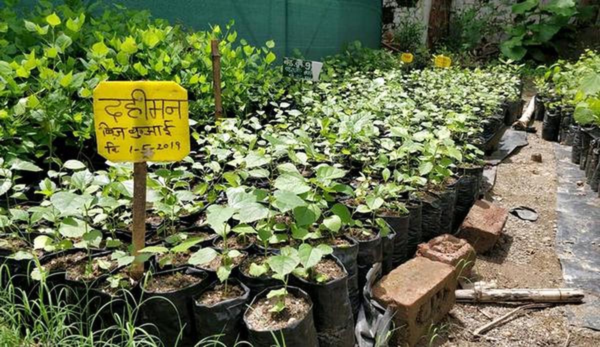 M.P. focuses on reviving threatened tree species - The Hindu