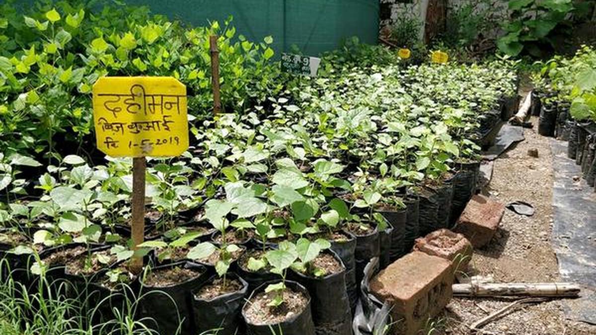 M.P. focuses on reviving threatened tree species - The Hindu