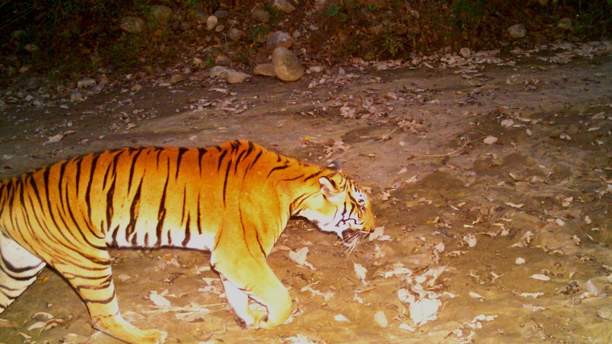 Optimism over tiger sighting in Barnadi sanctuary - The Hindu