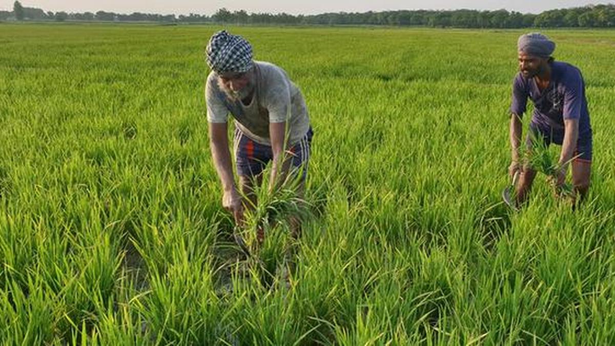 Punjab farmers find a better way to grow paddy - The Hindu