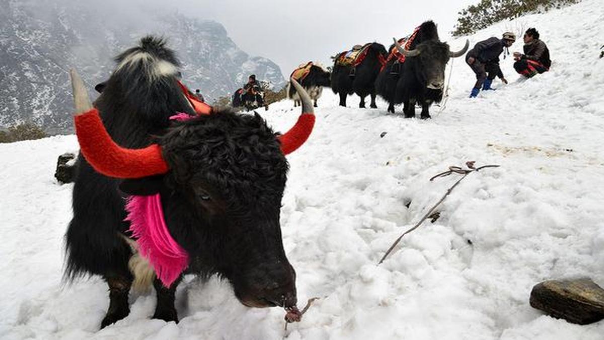 300 Himalayan yaks starve to death in Sikkim - The Hindu