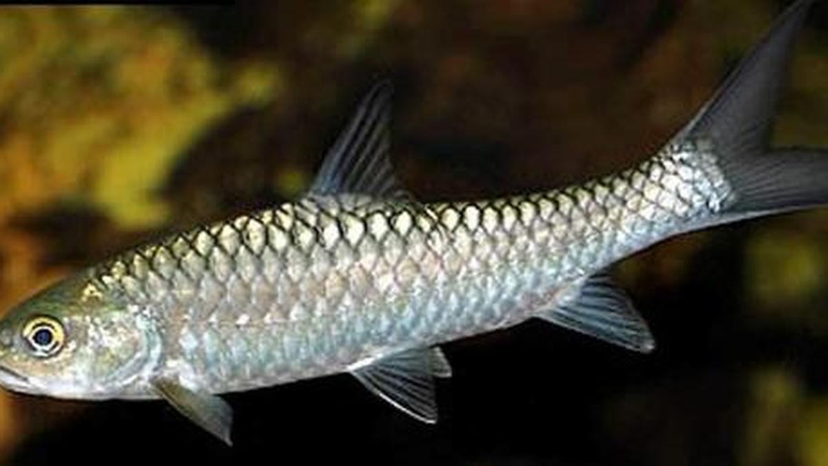 Sikkim declares 'Katley' as State fish - The Hindu