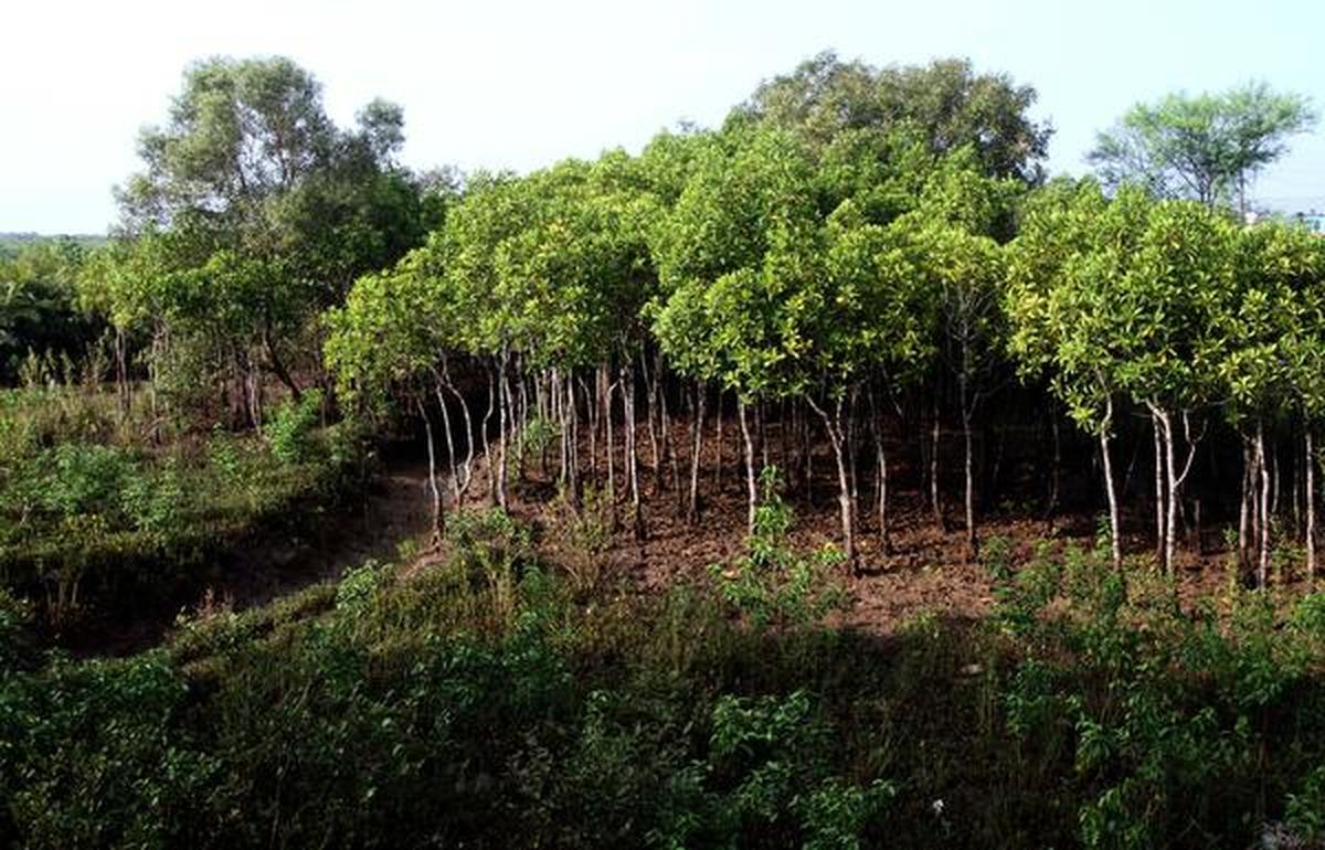 Odisha to create extensive natural barriers along its coast - The Hindu