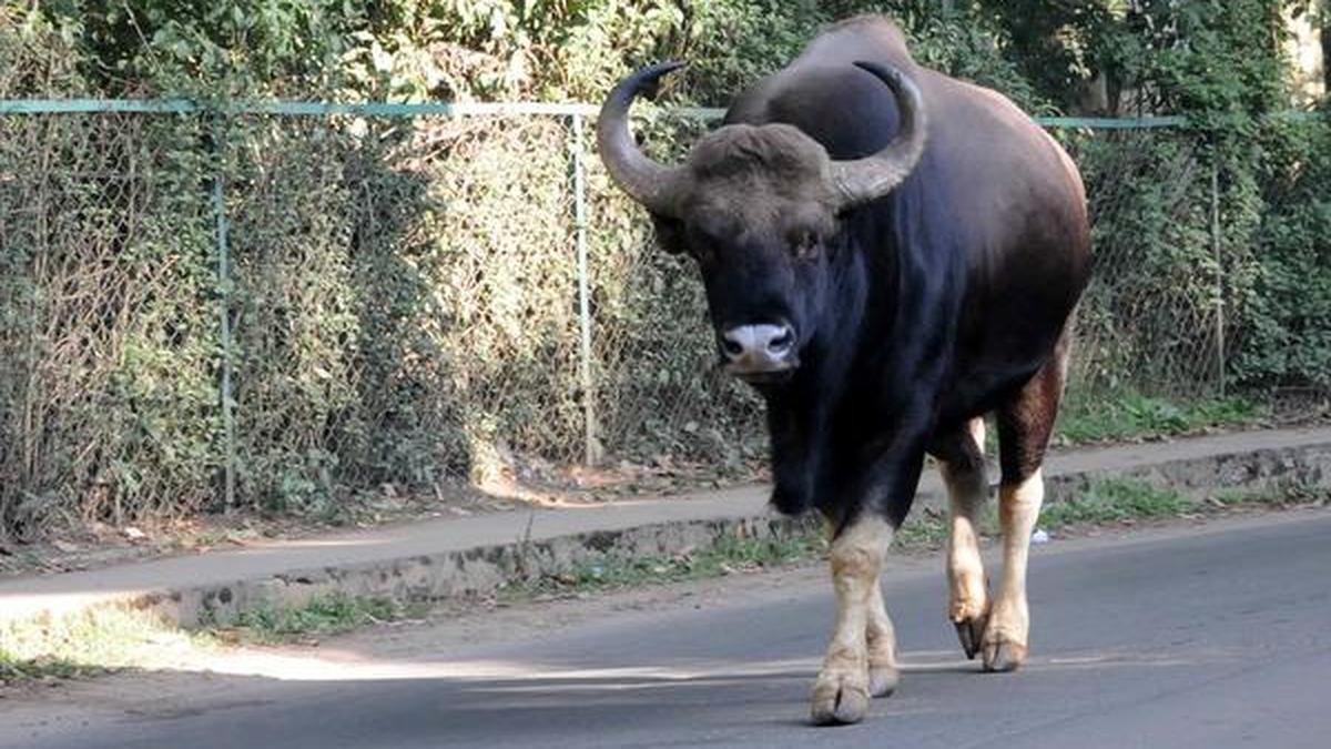 Sniffer dog Orlando cracks his first case: Bison poaching in north ...