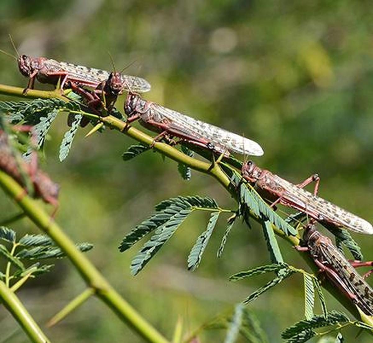 Swarms of locusts spotted in border villages of Punjab - The Hindu