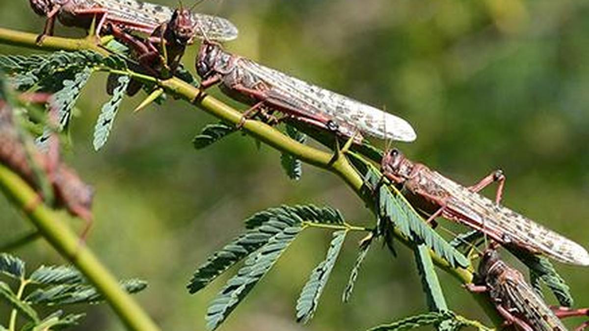 Swarms of locusts spotted in border villages of Punjab - The Hindu