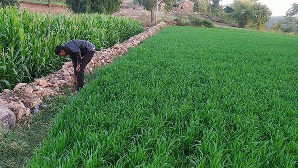Sustainable farming creates new livelihood sources in Rajasthan ...