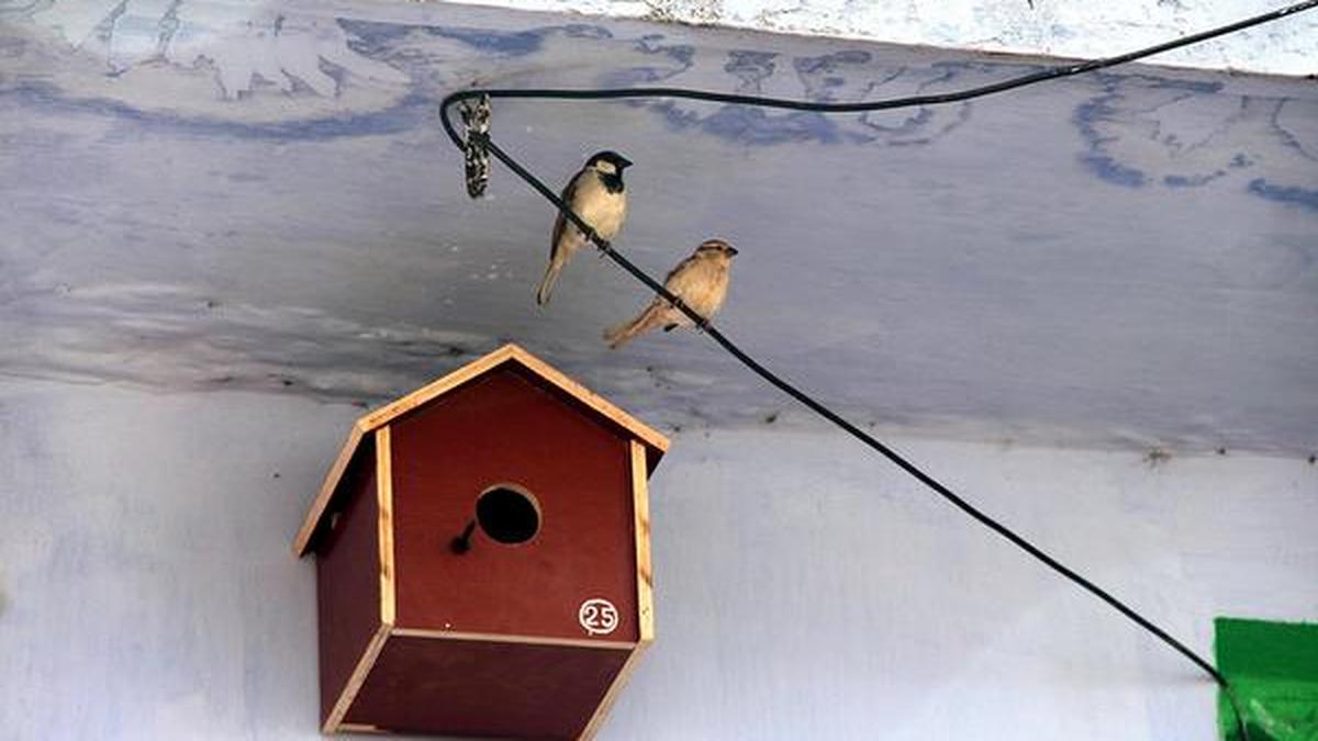Odisha takes the lead in house sparrow conservation - The Hindu