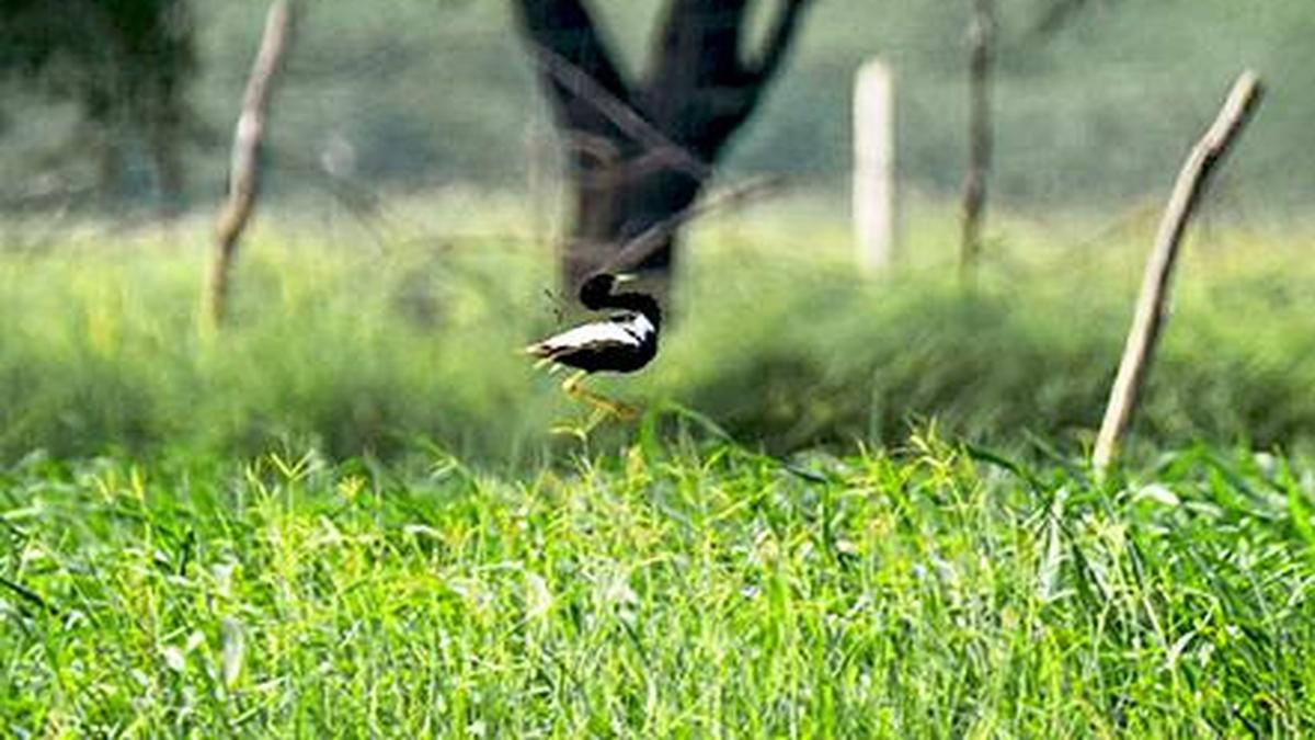 Longest in-country migration route of lesser florican from Rajasthan ...