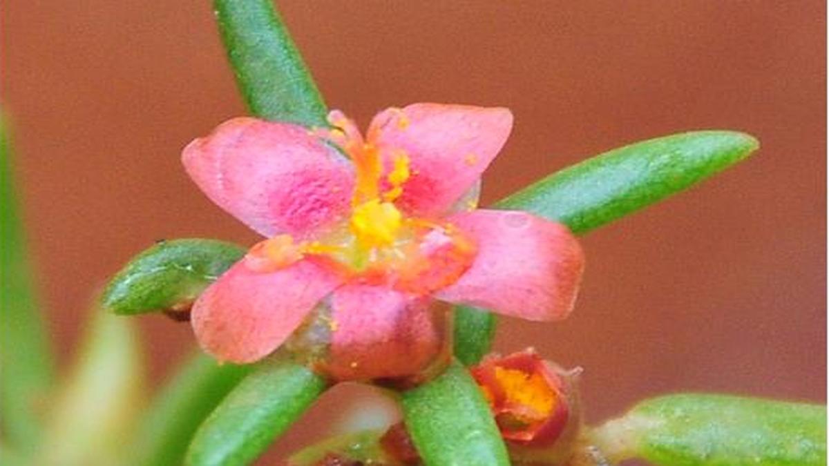 New species of Sun Rose found in the Eastern Ghats - The Hindu