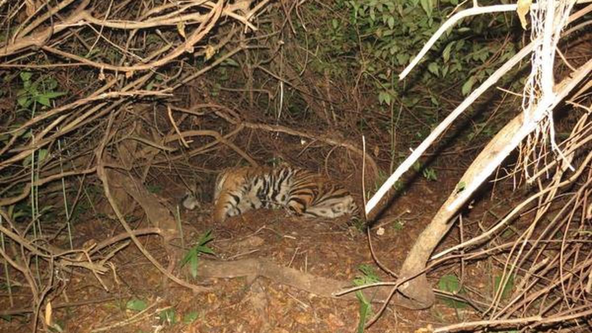 Tiger reintroduction in Odisha’s Satkosia put on hold following tiger ...