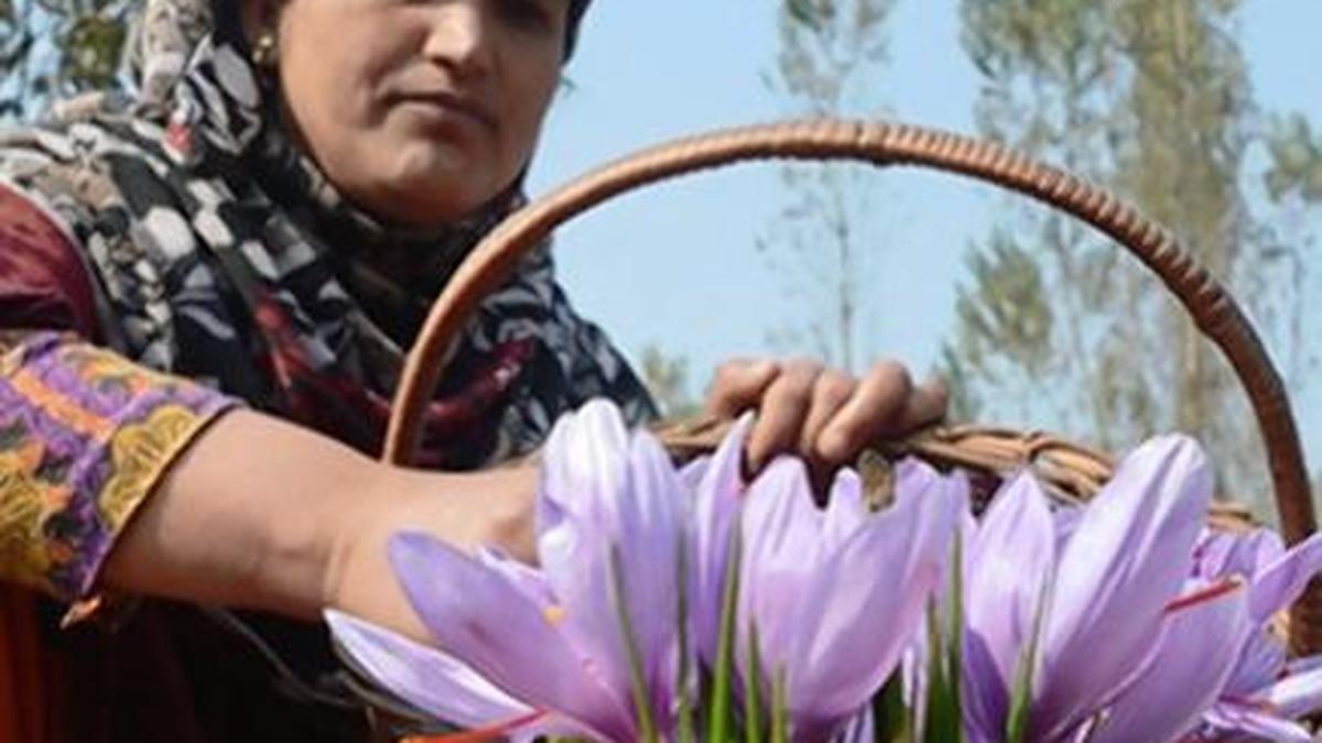 Kashmir saffron gets GI tag - The Hindu