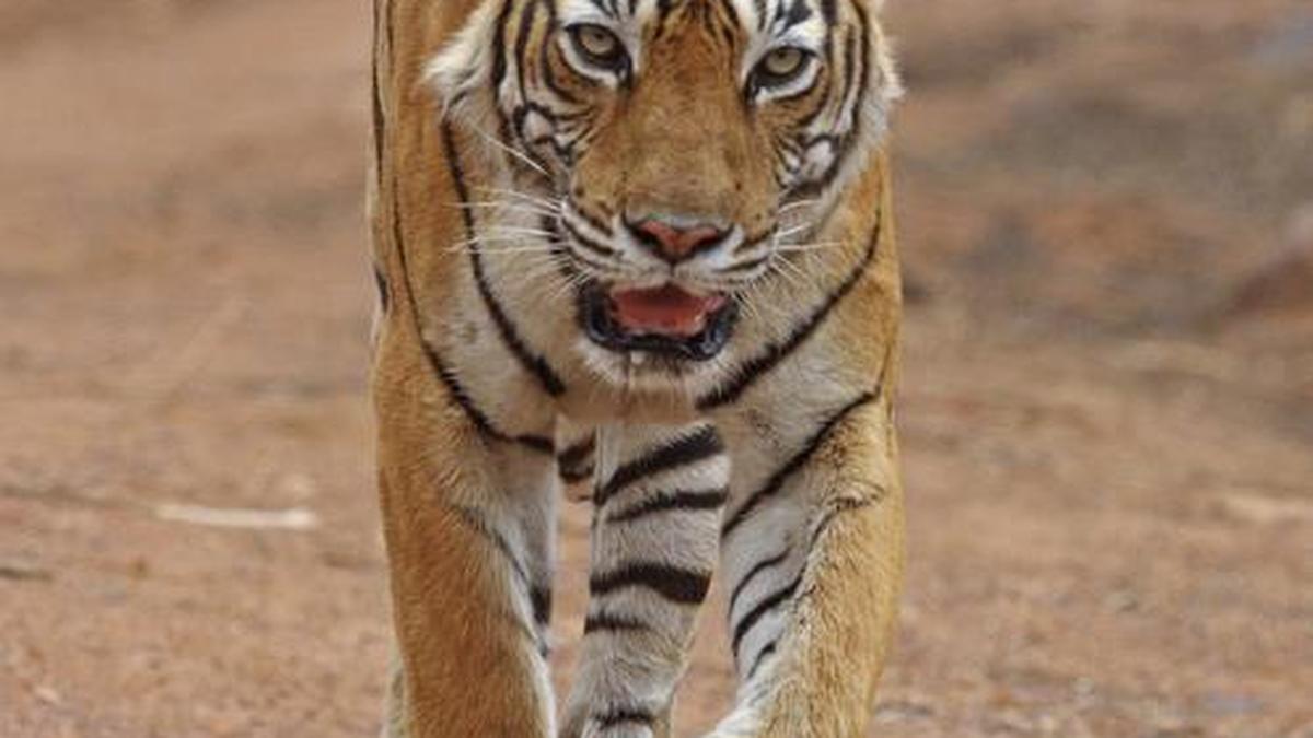 Genes of famed tiger Machhli to be mapped - The Hindu