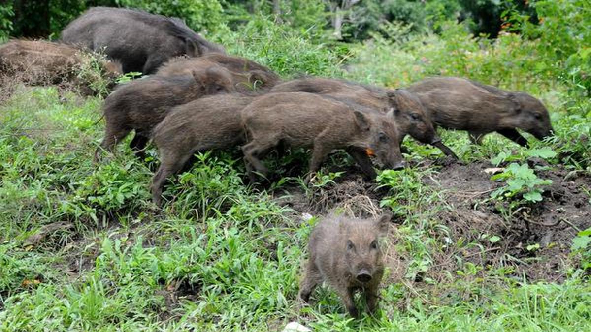Declare wild boar as vermin, urges Goa State wildlife board - The Hindu
