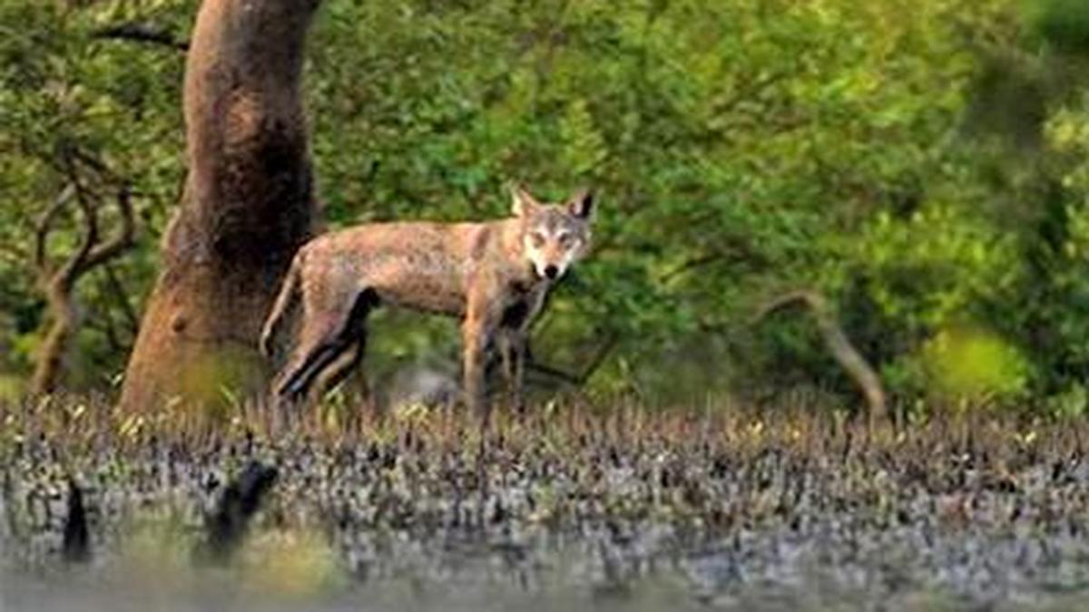 Buzz over photograph of ‘Indian wolf’ in Sunderbans - The Hindu