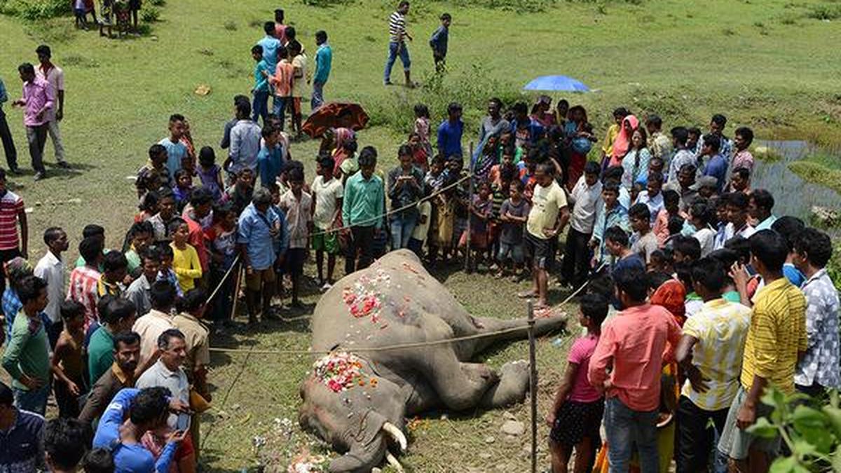 Elephant hit by train dies - The Hindu