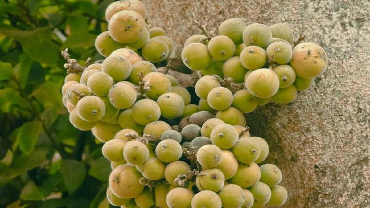 Does the UP govt. give a fig for this ‘inauspicious’ tree? - The Hindu