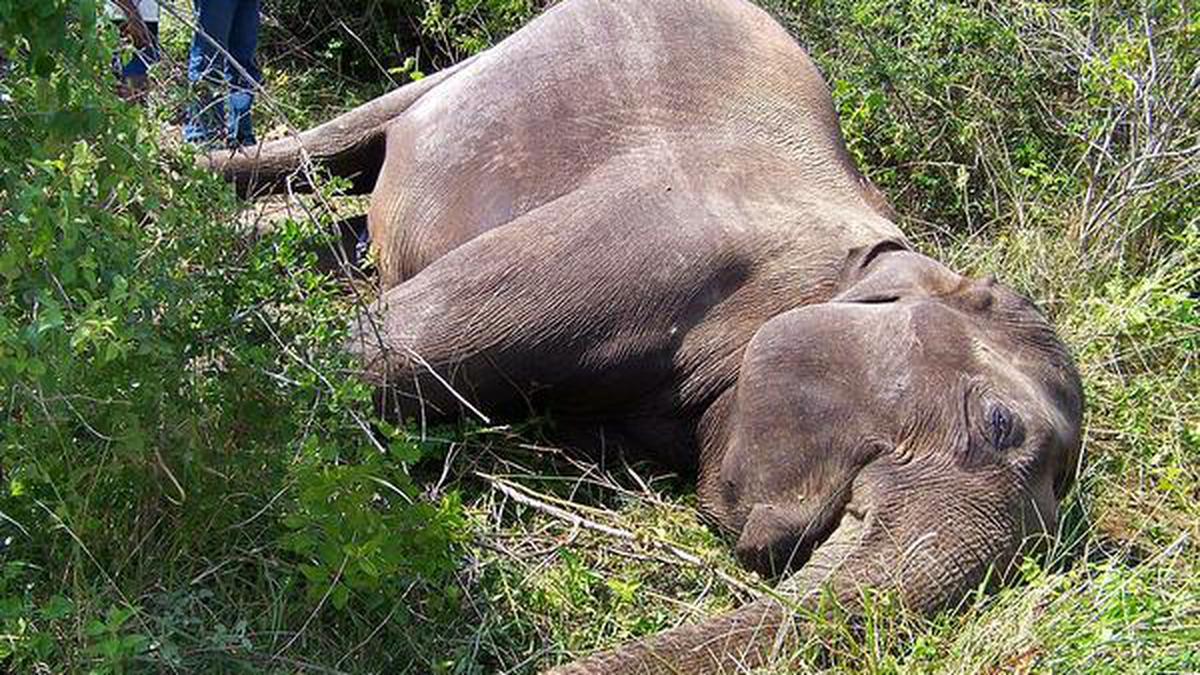 Three elephants electrocuted in Odisha - The Hindu