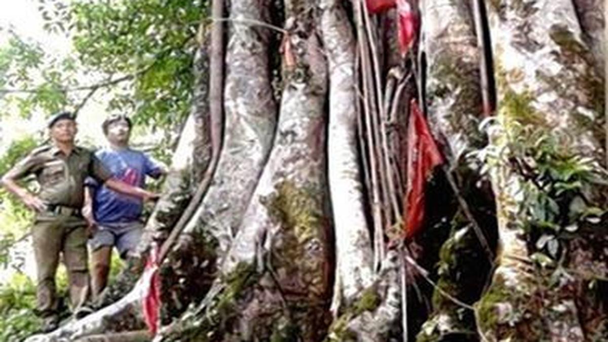 Sikkim allows people to forge fraternal ties with trees - The Hindu