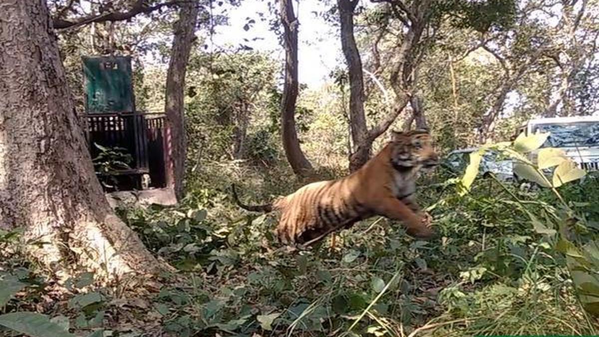 Tiger that killed a woman ‘out on bail’ - The Hindu