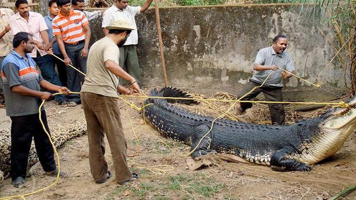 Croc attacks surge in the Andamans - The Hindu