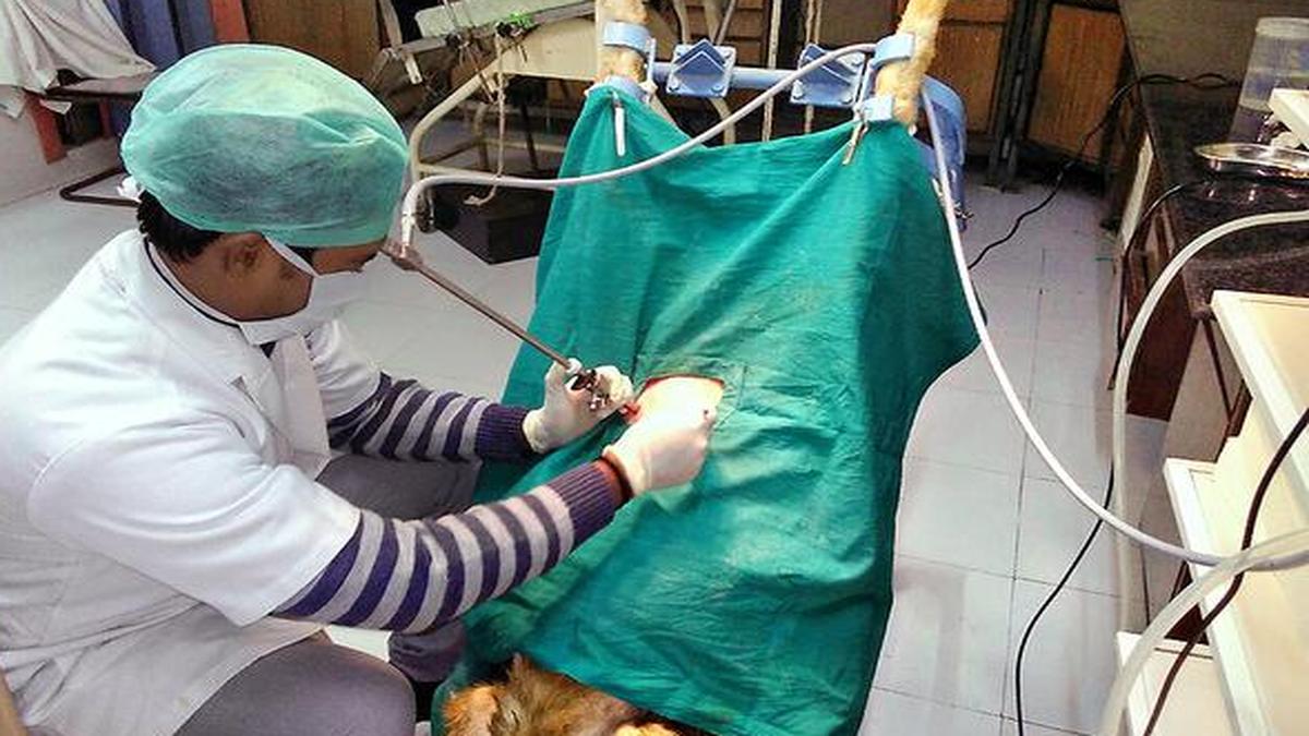 Rajasthan institute comes up with new sheep insemination technique ...