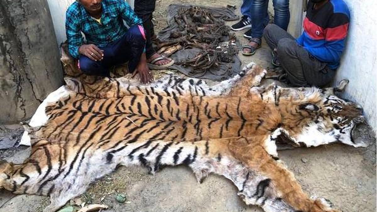 Tiger skin, bones seized from poachers in UP - The Hindu