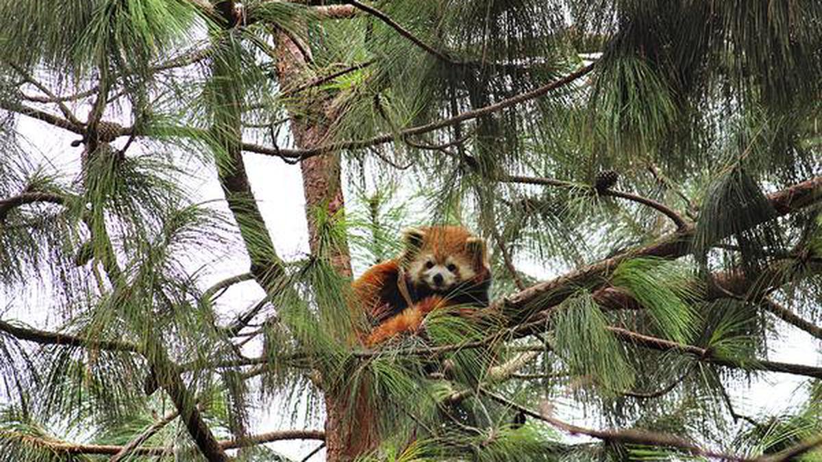 Identifying biological corridors key to red panda conservation - The Hindu