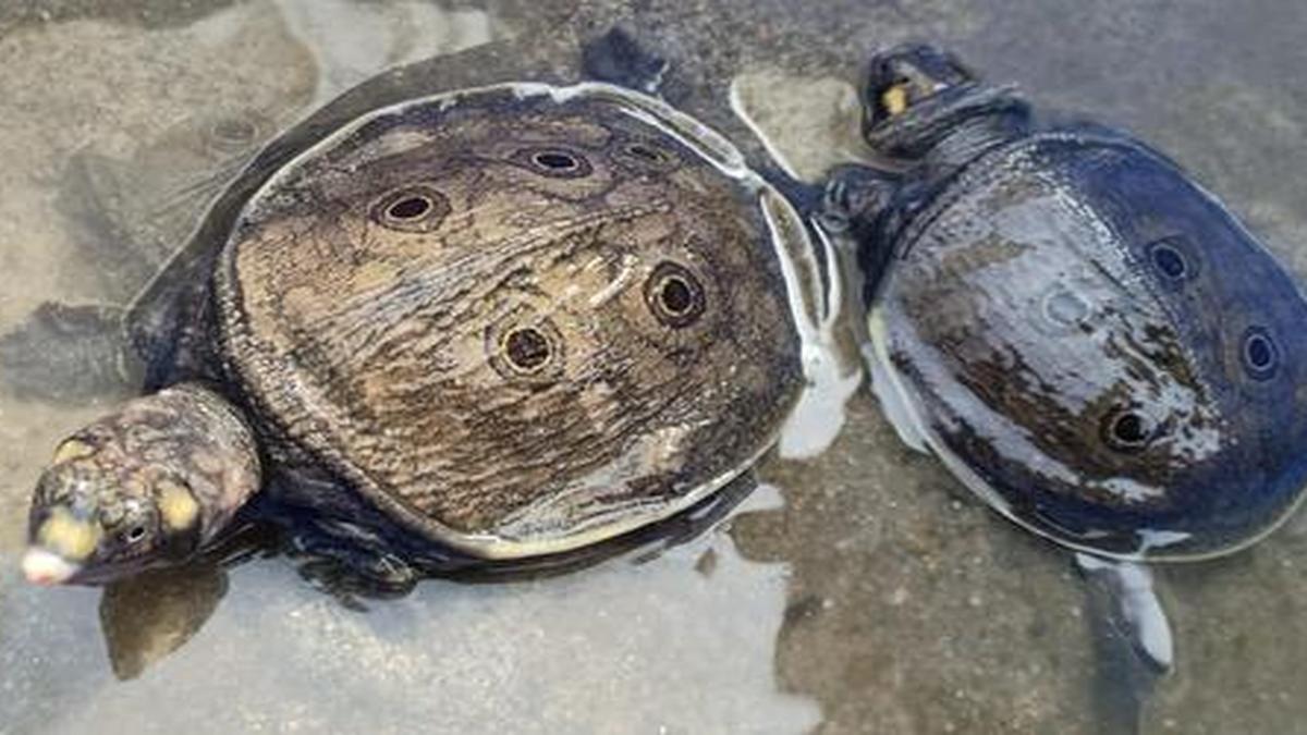 Vision document for conserving Assam temple turtles launched - The Hindu