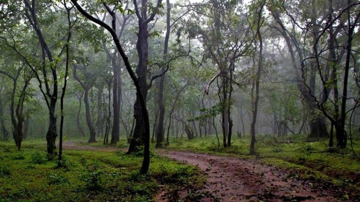Concerns raised over environmental clearances to two Goa forest ...