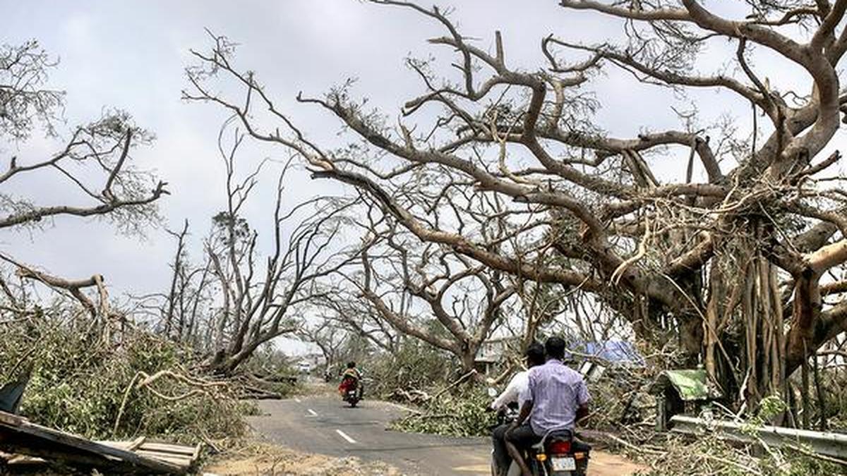 Experts urge administration to plant trees which can withstand cyclones ...