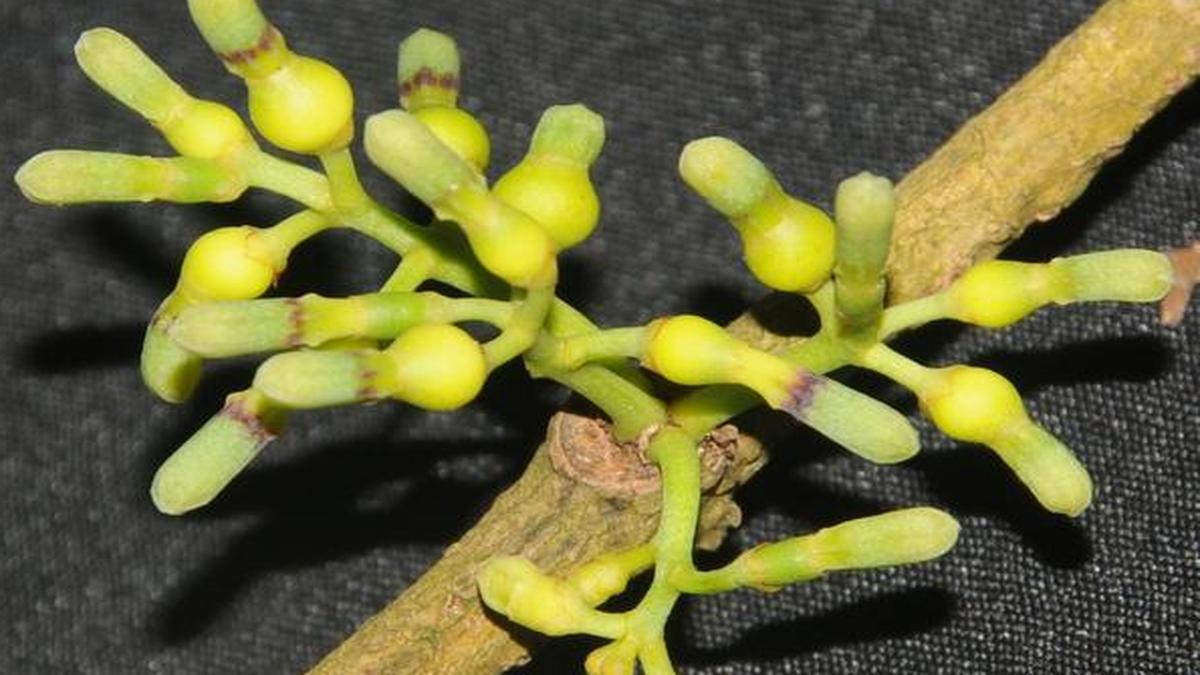 New genus of parasitic flowering plant discovered from Nicobar Islands ...