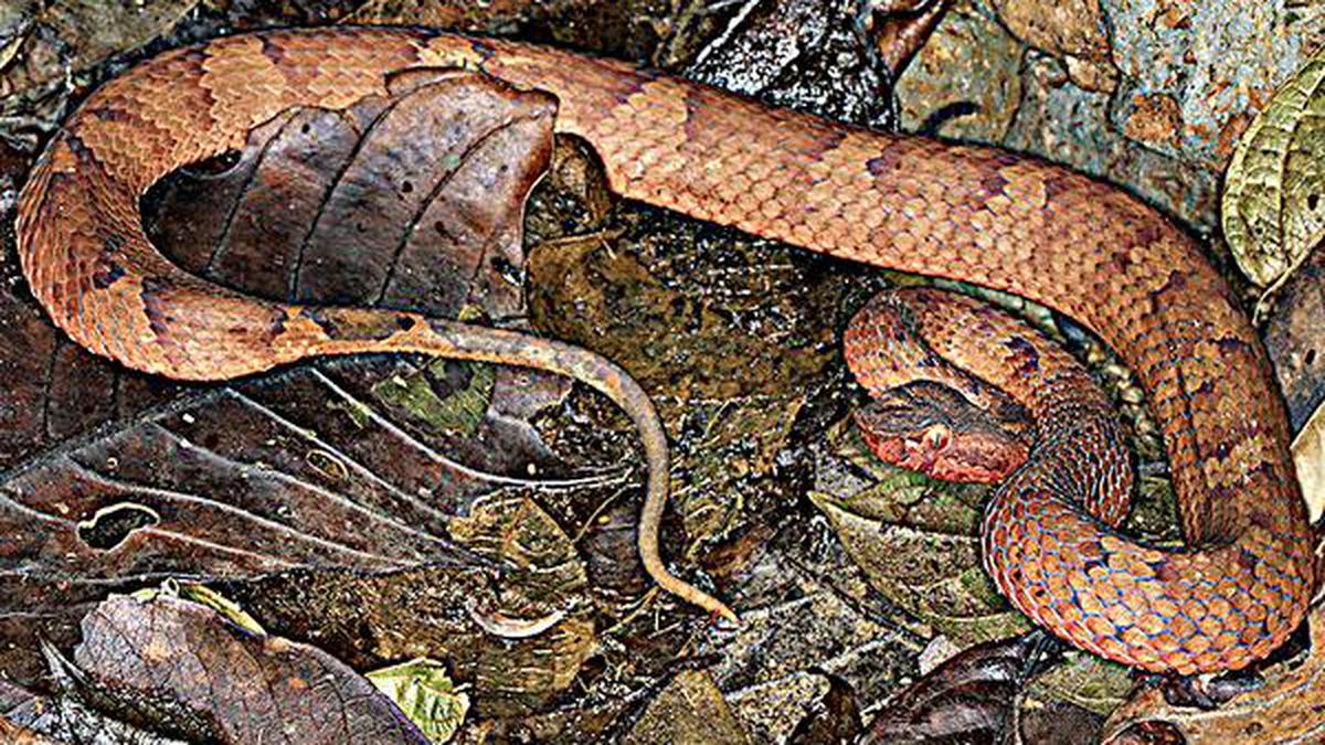 India’s newest pit viper found in Arunachal Pradesh - The Hindu