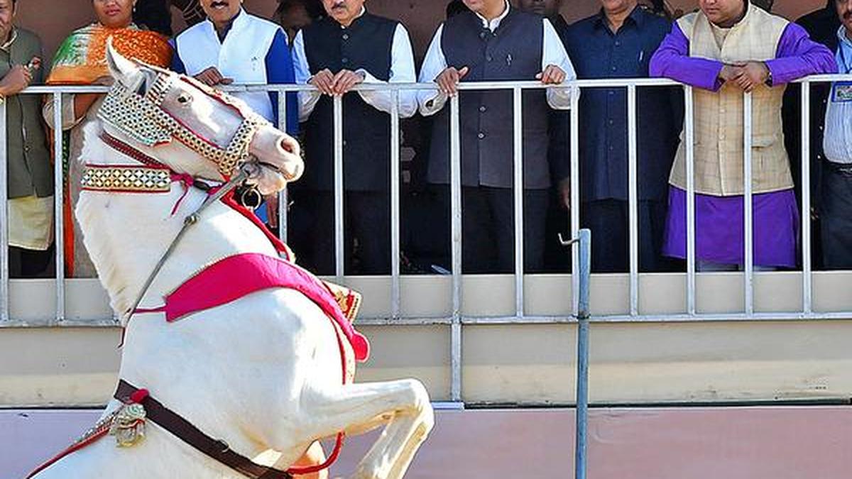 Chetak Horse